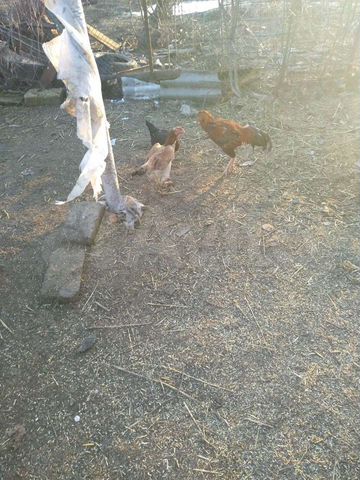 Боицовская птица