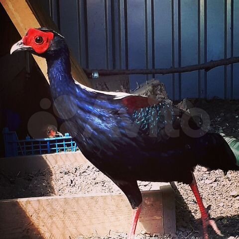 Фазан Свайно