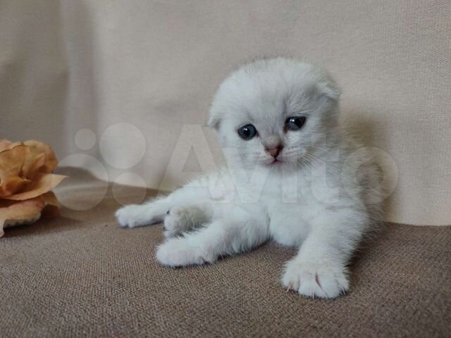 Шотландский вислоухий котенок