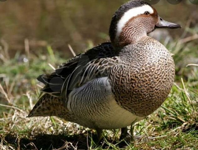 Чирок трескунок очищенный