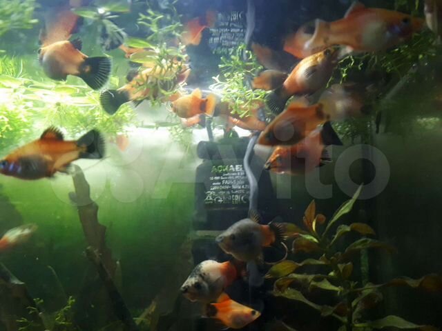 Пецилии подростки