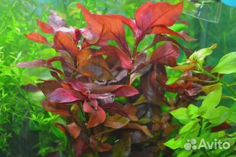 Людвигия рубин Ludwigia repens "Rubin"