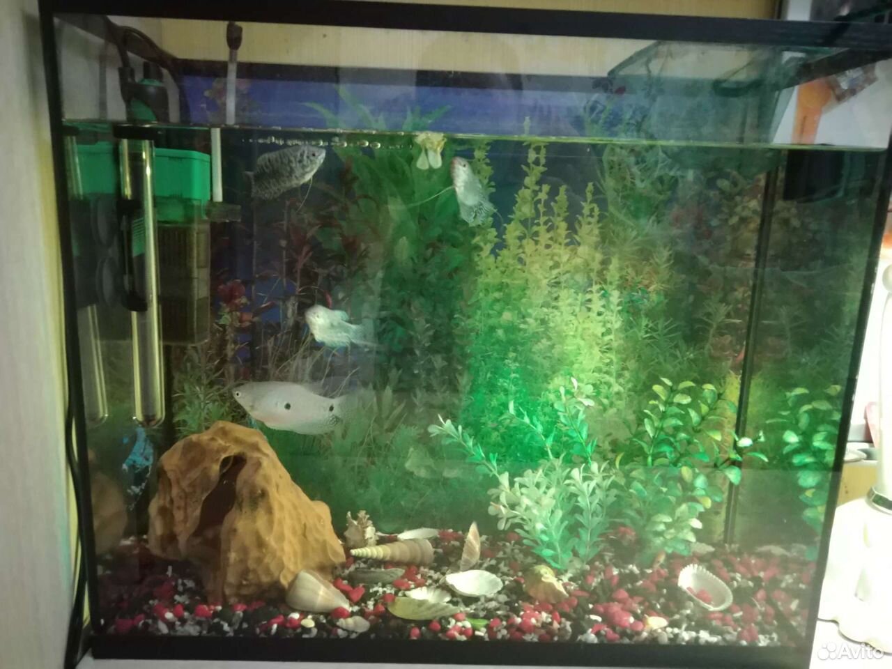 Аквариум 50л