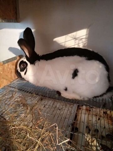 Кролики строкачи