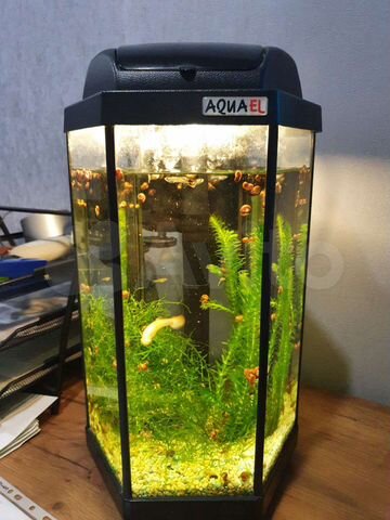Аквариум с рыбками