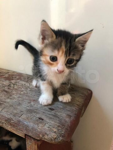 Котеечка 3 цвета в очень добрые руки