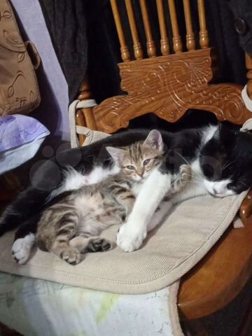 Милашка шотландка