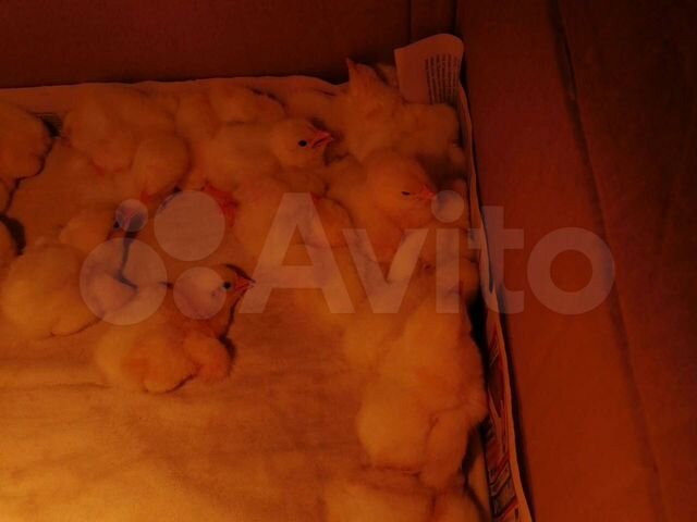 Цыплята суточные