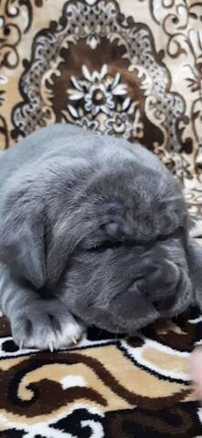 Плюшевые медвежата