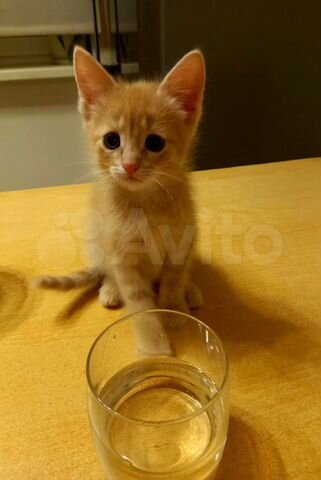 Отдам в добрые руки рыжего котенка (девочка, 2 мес
