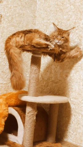 Вязка, ищем барышню для интима