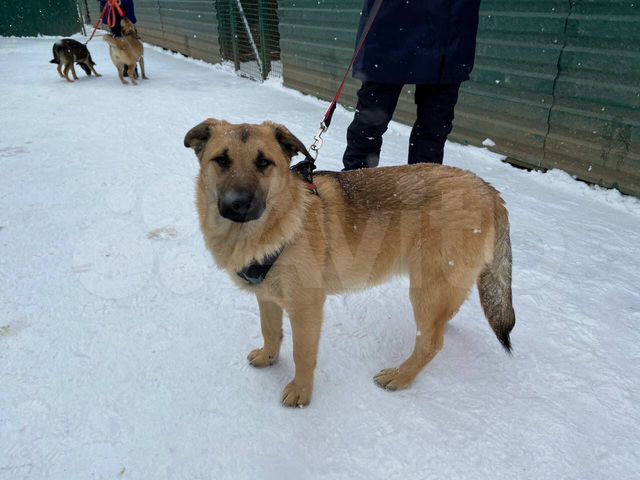 Маленький щенок в добрые руки ищет дом