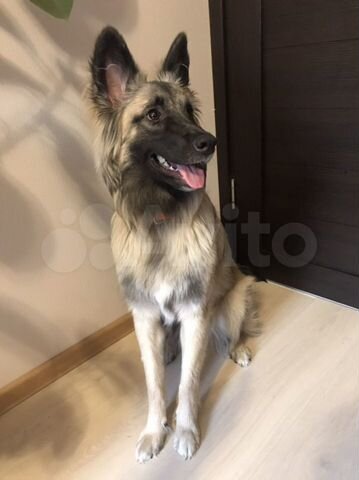 Щенок Нора - щенок, метис бельгийской овчарки