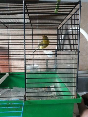 Канорейка 1год готовая