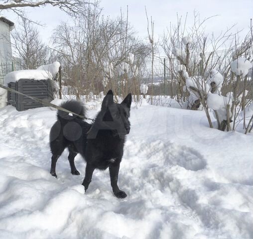 Небольшой молодой пёсик
