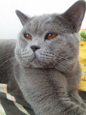 Вязка с британским котом