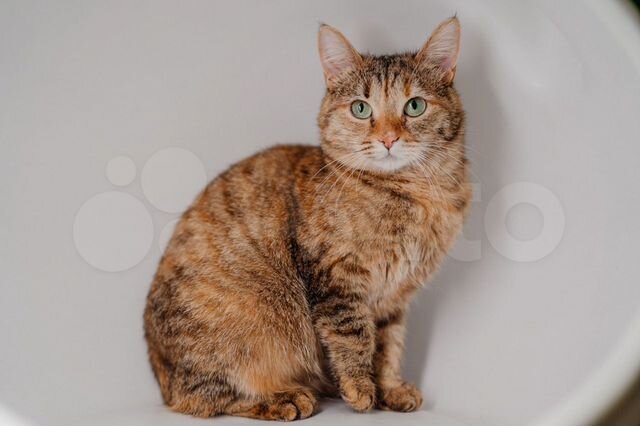 Миниатюрная как воробушек кошка Малышка в дар