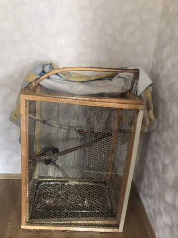 Продается ворона с вольером ручная