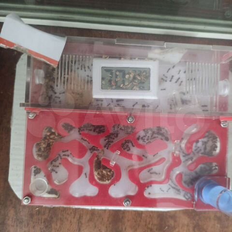 Муравьиная ферма с муравьями