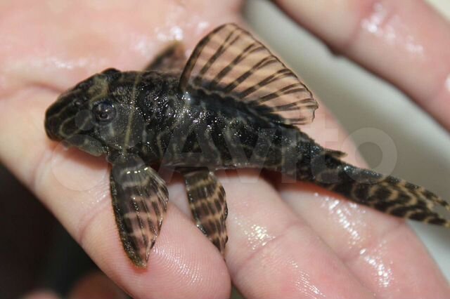 Номерные L сомы