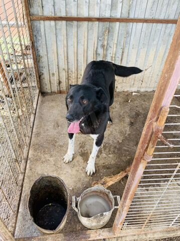 Отдаю в добрые руки