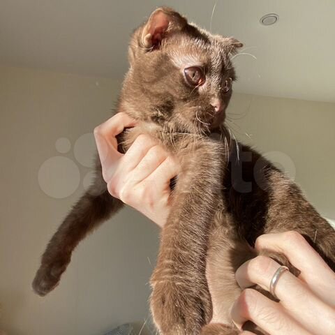 Шотландский вислоухий котенок