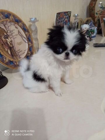 Японский хин