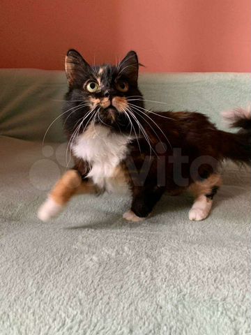 Ласковое мурчащее создание