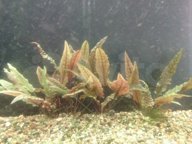 Криптокорины Вендта и Виллиса коричневые