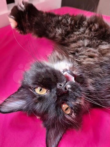 Мурчалка в самые нежные руки