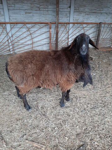 Продам барана живым весом