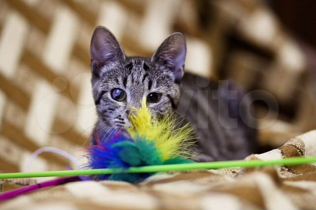 Шилопопая Алькапоша В Дар В Добрые Руки