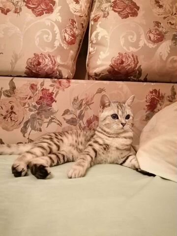 Британские котятки