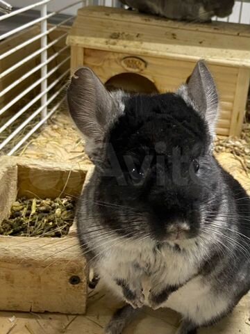 Шиншилла чёрный бархат